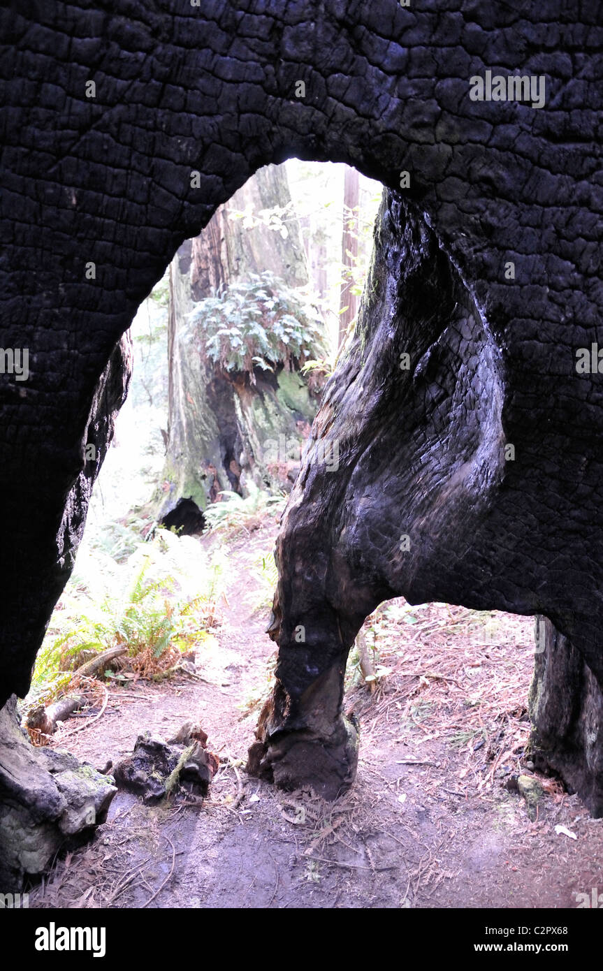 Redwoods National Park, California, USA - burned trunk of redwood tree ...