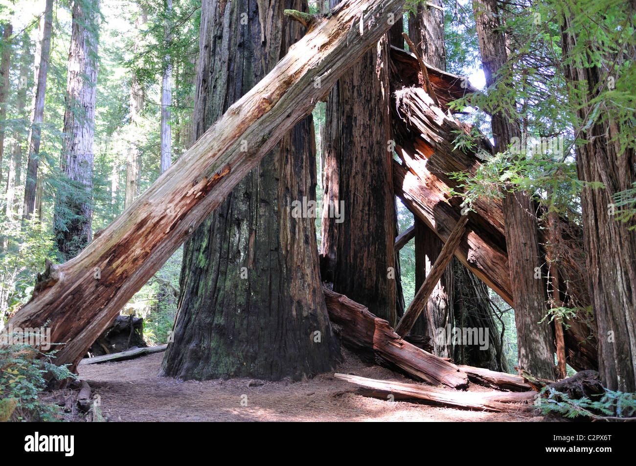 Redwoods National Park, California, USA Stock Photo - Alamy