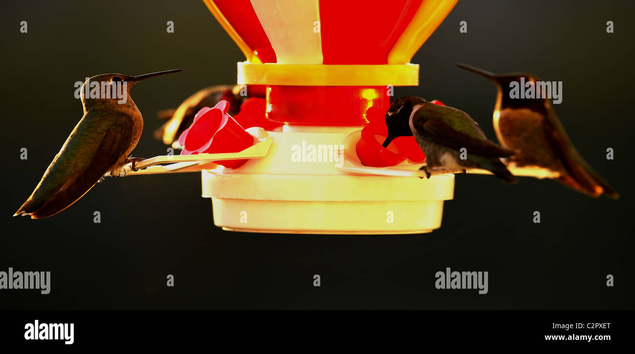 Hummingbirds at feeder at sunset Stock Photo - Alamy