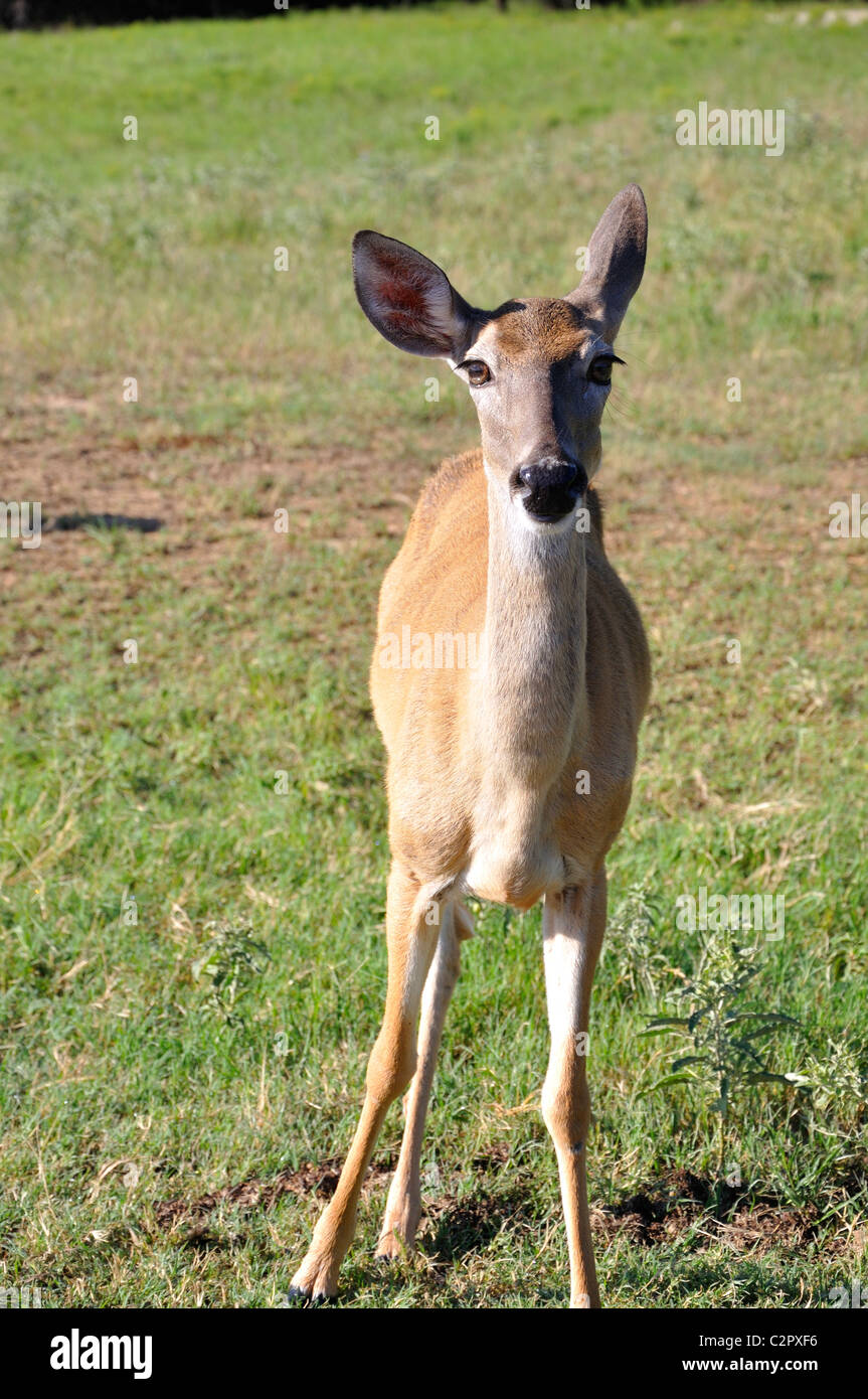 Deer without horns hi-res stock photography and images - Alamy