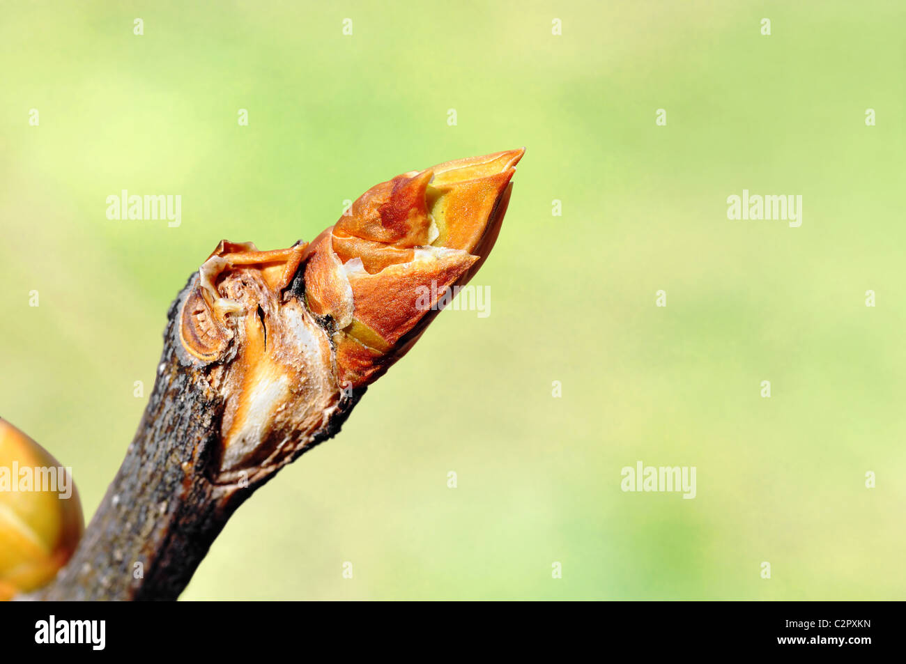 Terminal bud hi-res stock photography and images - Alamy