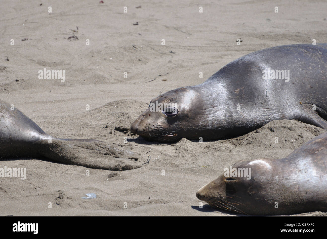 Elephant seals colony during molting period, Piedras Blancas beach ...