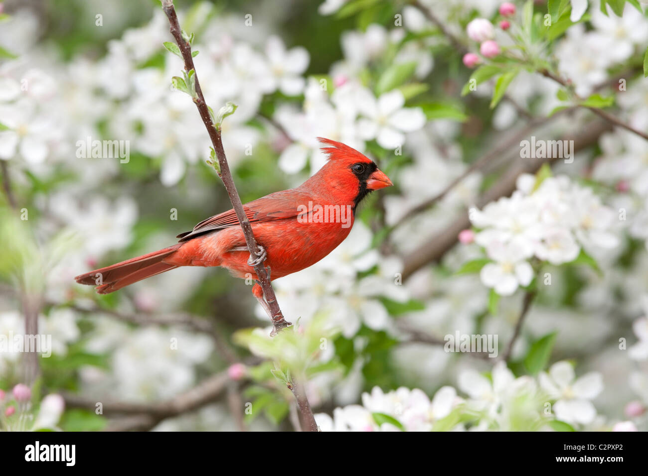 Crabapple blossoms hi-res stock photography and images - Alamy