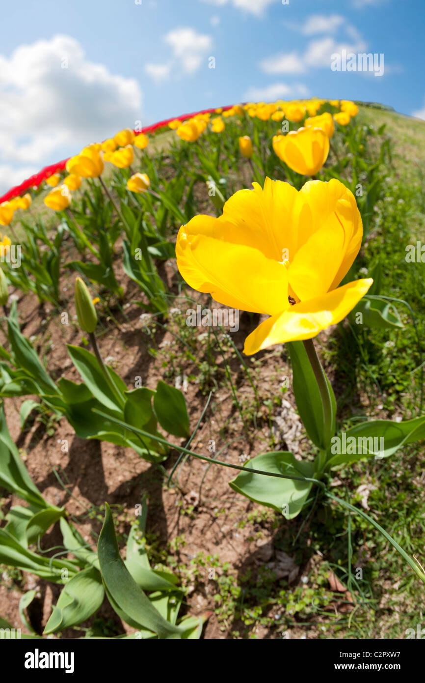 Field of tulips Stock Photo - Alamy