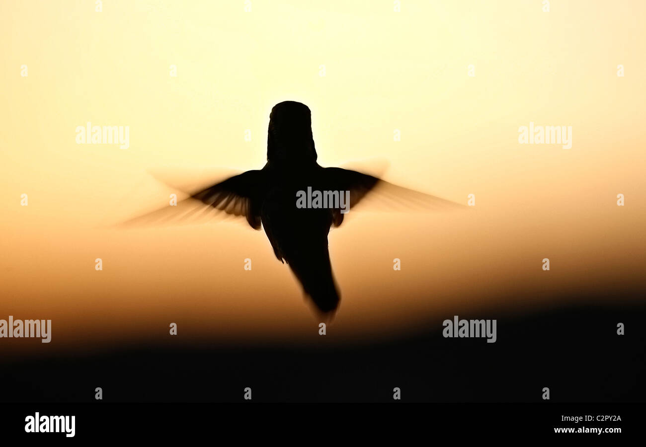 Hummingbird hovering mid-air at sunset Stock Photo - Alamy