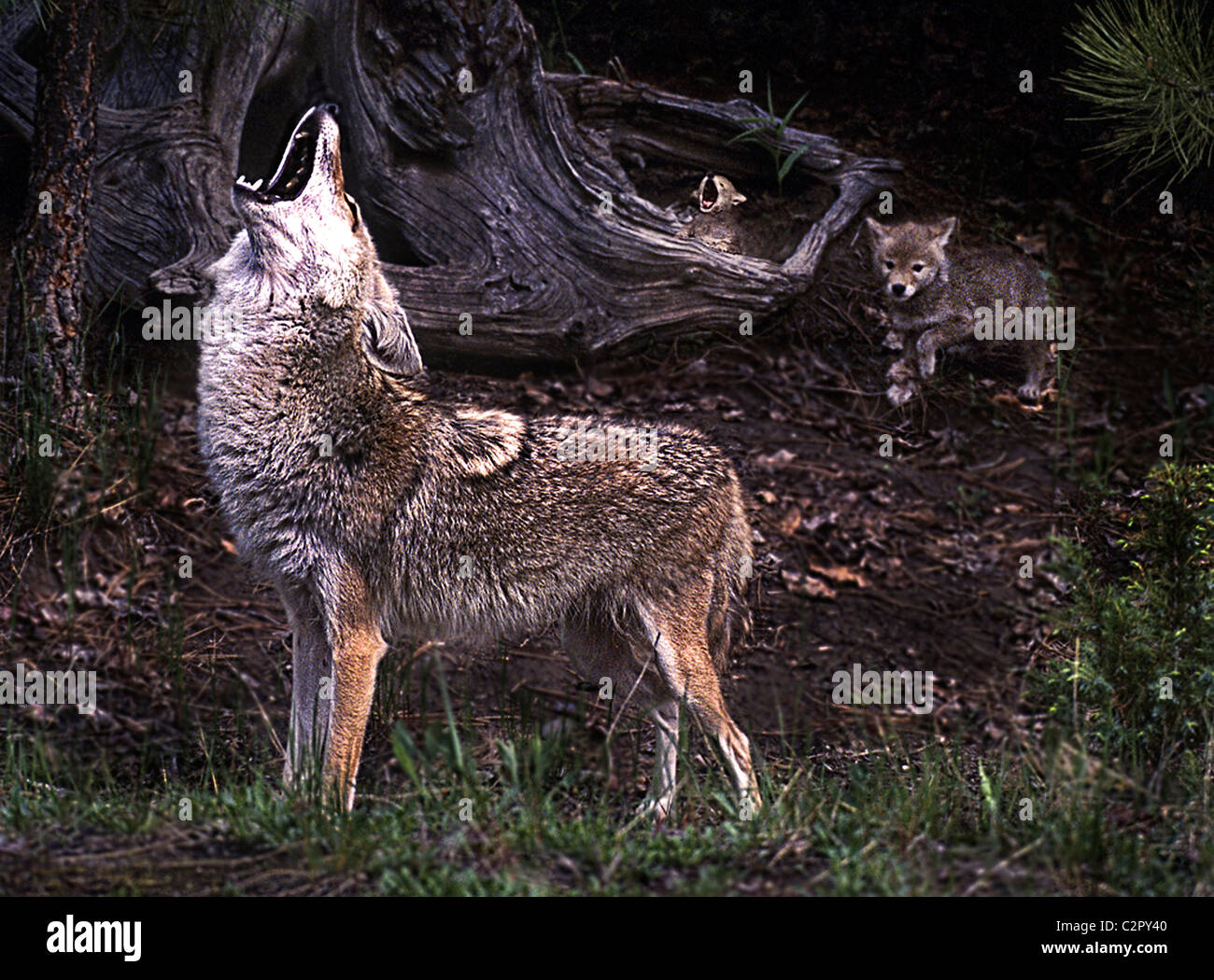 Coyote (Canis latrans) family howling Stock Photo - Alamy
