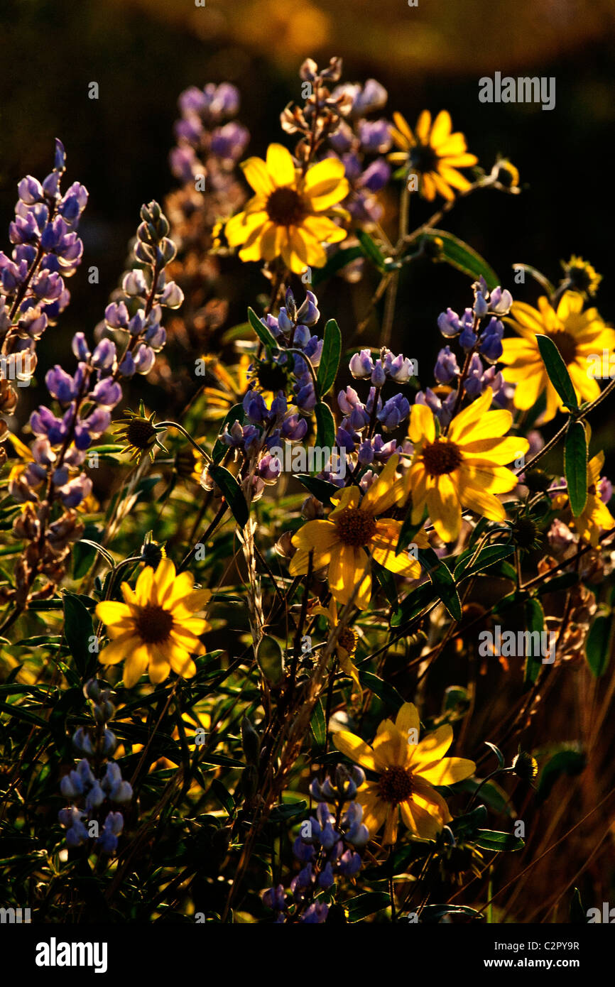Utah lupine hi-res stock photography and images - Alamy