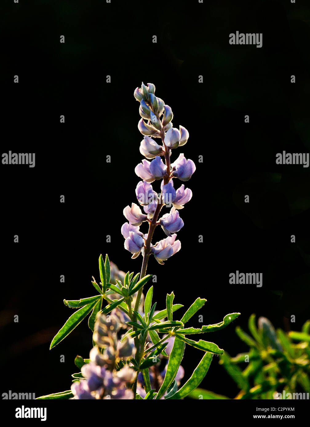 Single raceme hi-res stock photography and images - Alamy