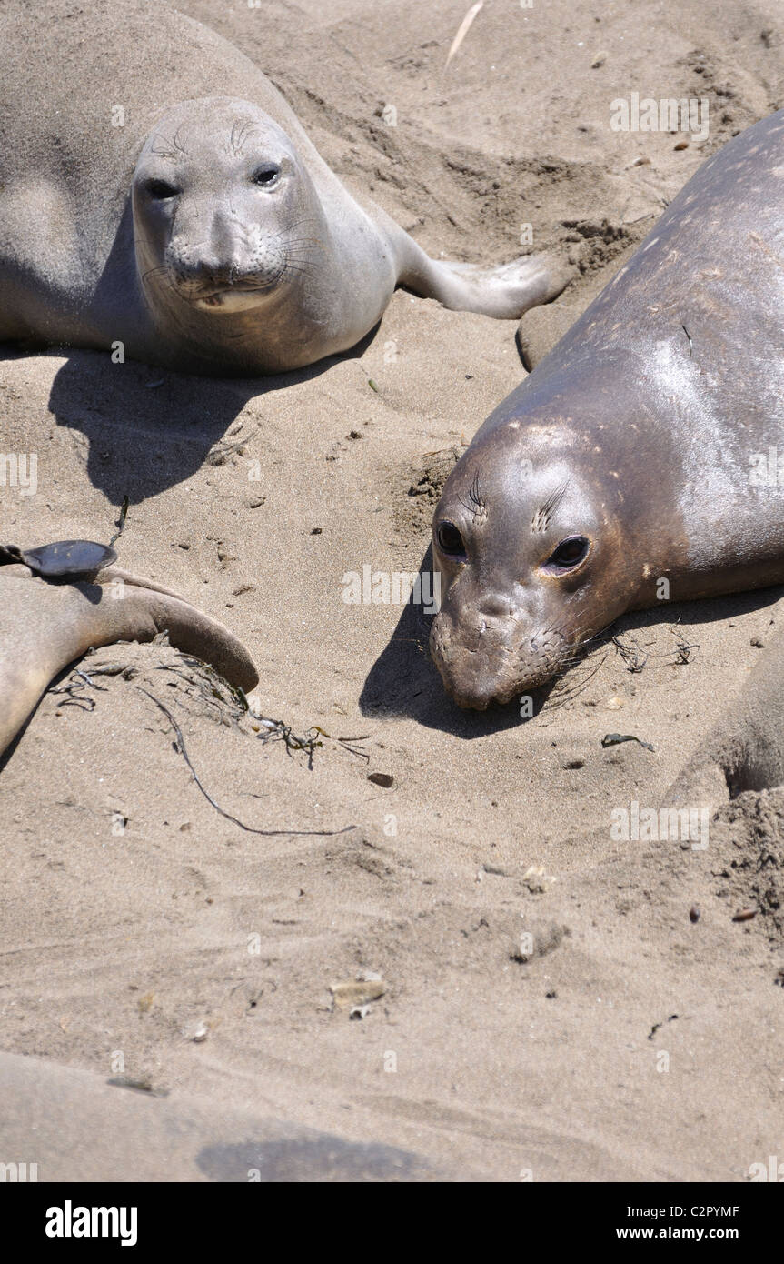 Elephant seals colony during molting period, Piedras Blancas beach ...