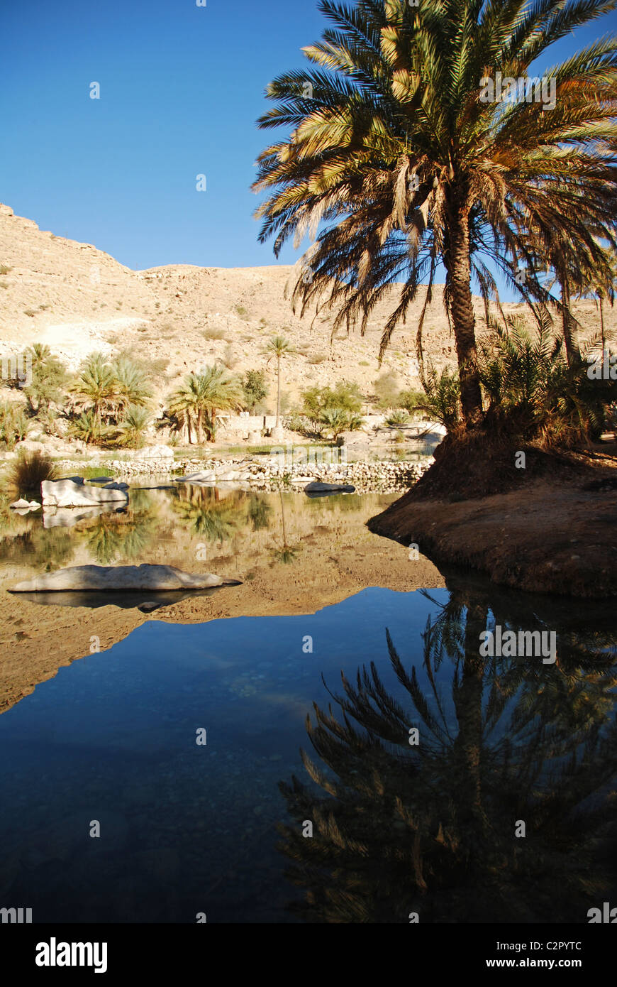 Oman, Wadi Bani Khalid, fan palm trees with rocky mountains against ...