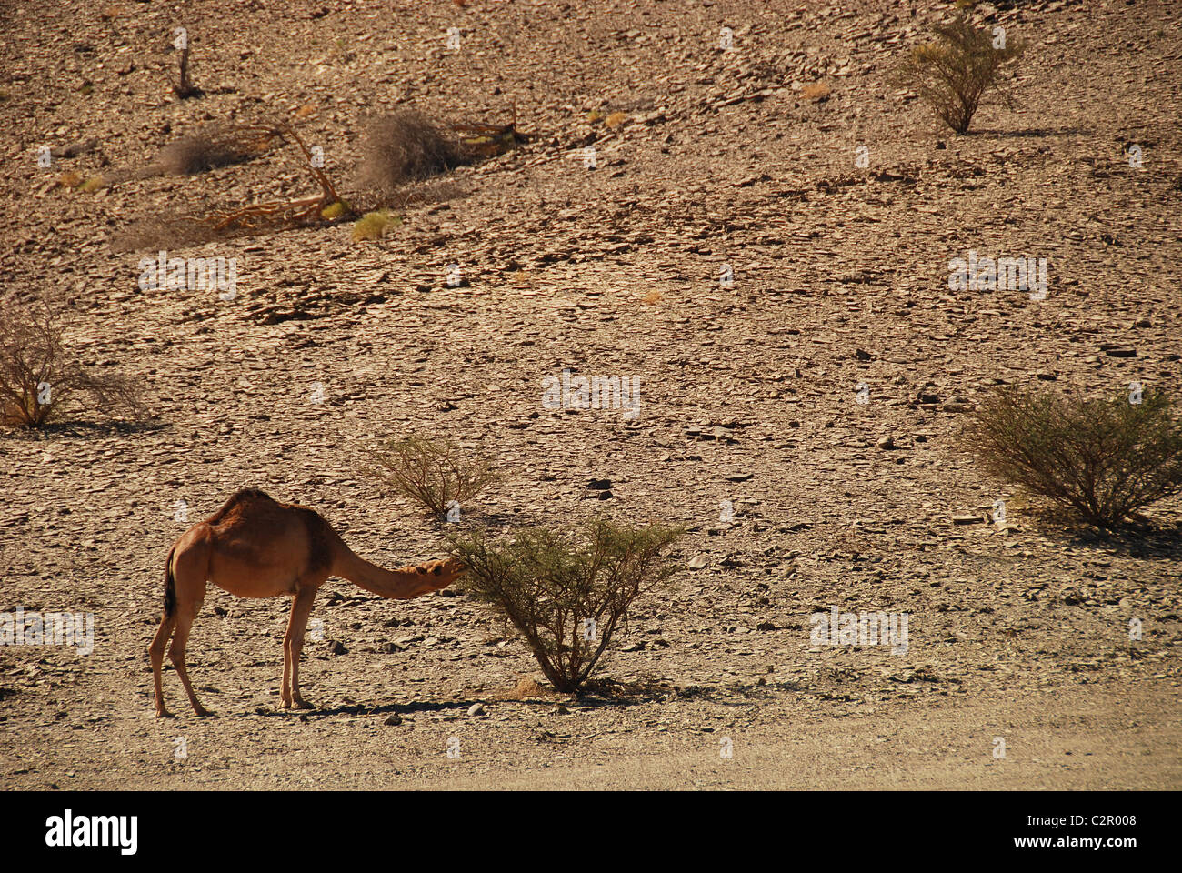 Oman, Wadi Bani Khalid, camel eating plant on dry parched land Stock ...