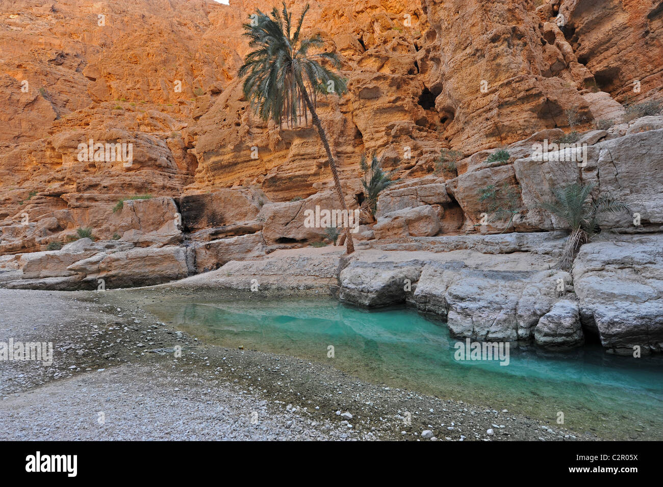Oman, Wadi Shab, natural pool a with palm trees, running alongside ...