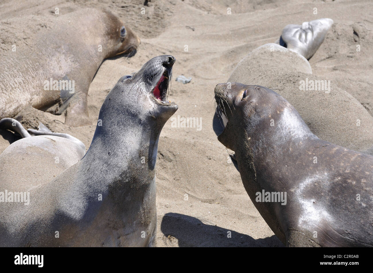 Elephant seals colony during molting period, Piedras Blancas beach ...