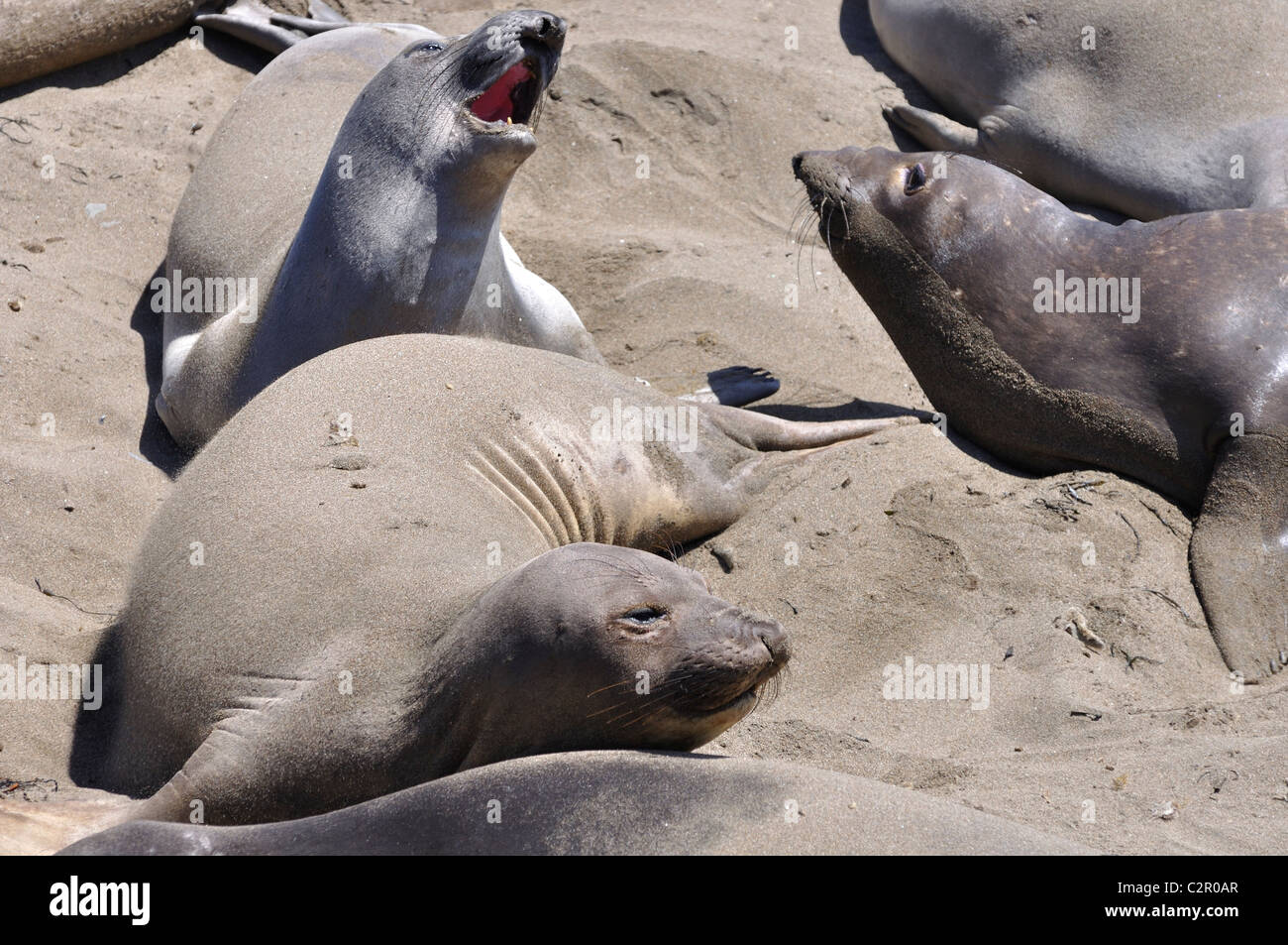 Elephant seals colony during molting period, Piedras Blancas beach ...