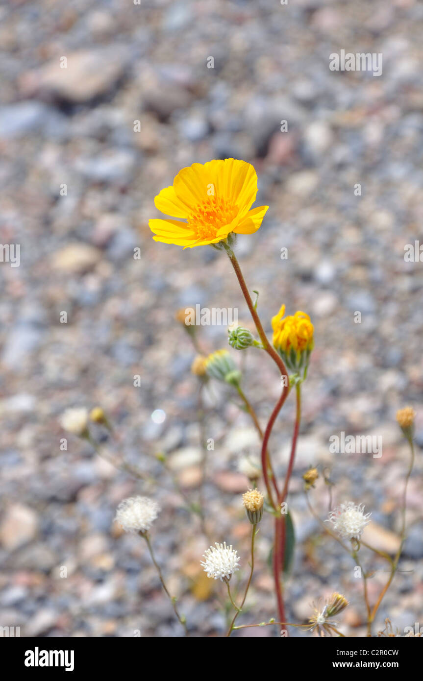 Wooly Daisy Eriophyllum wallacei Stock Photo - Alamy