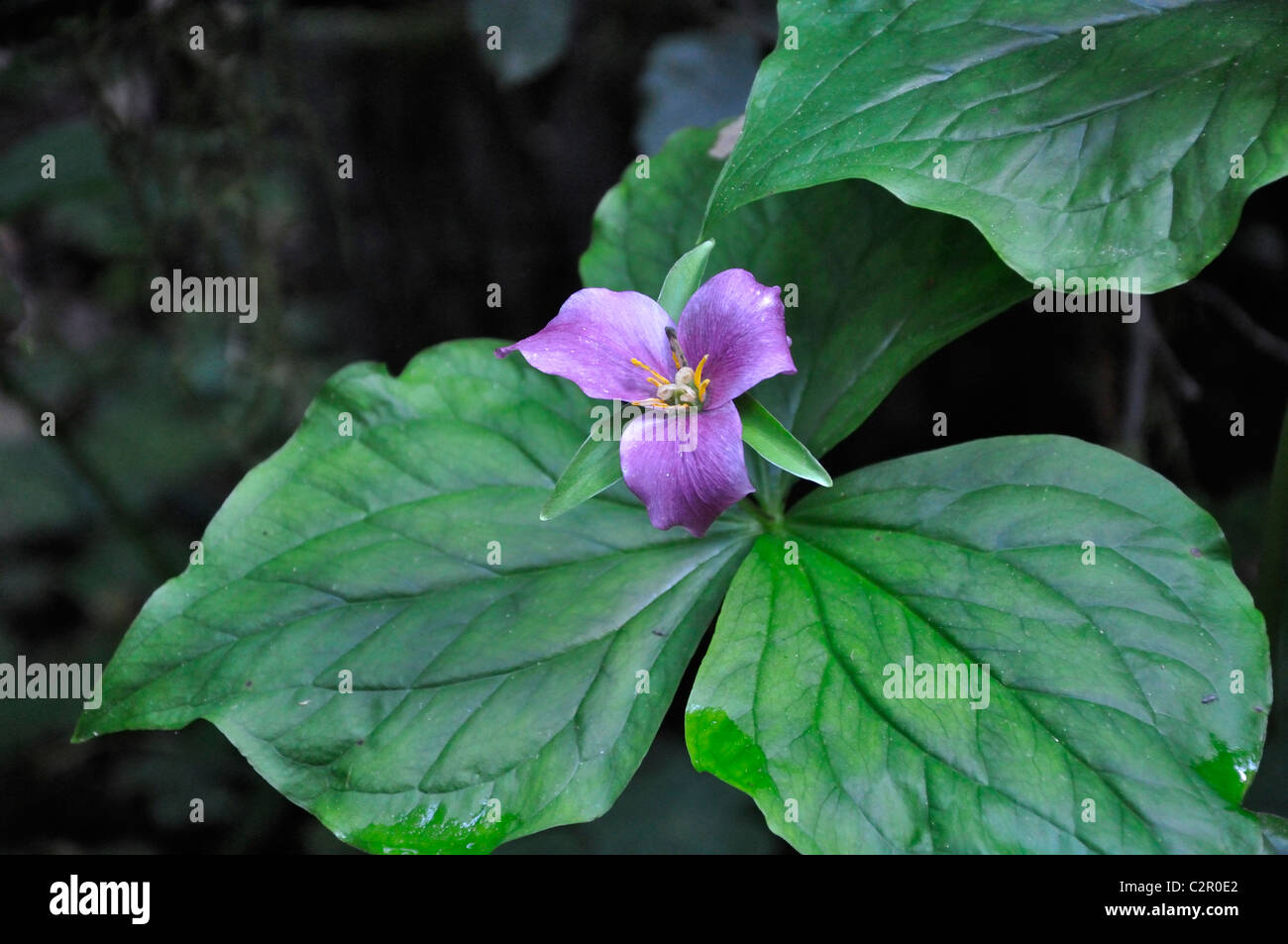 Trillium chloropetalum - also known as Giant wake robin - growing at ...