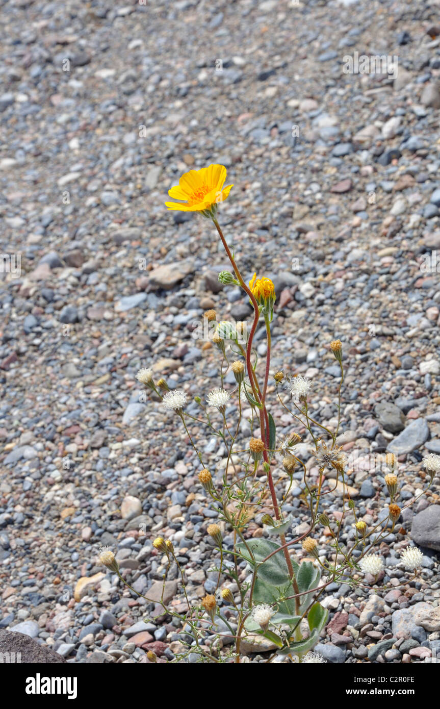 Wooly daisy hi-res stock photography and images - Alamy