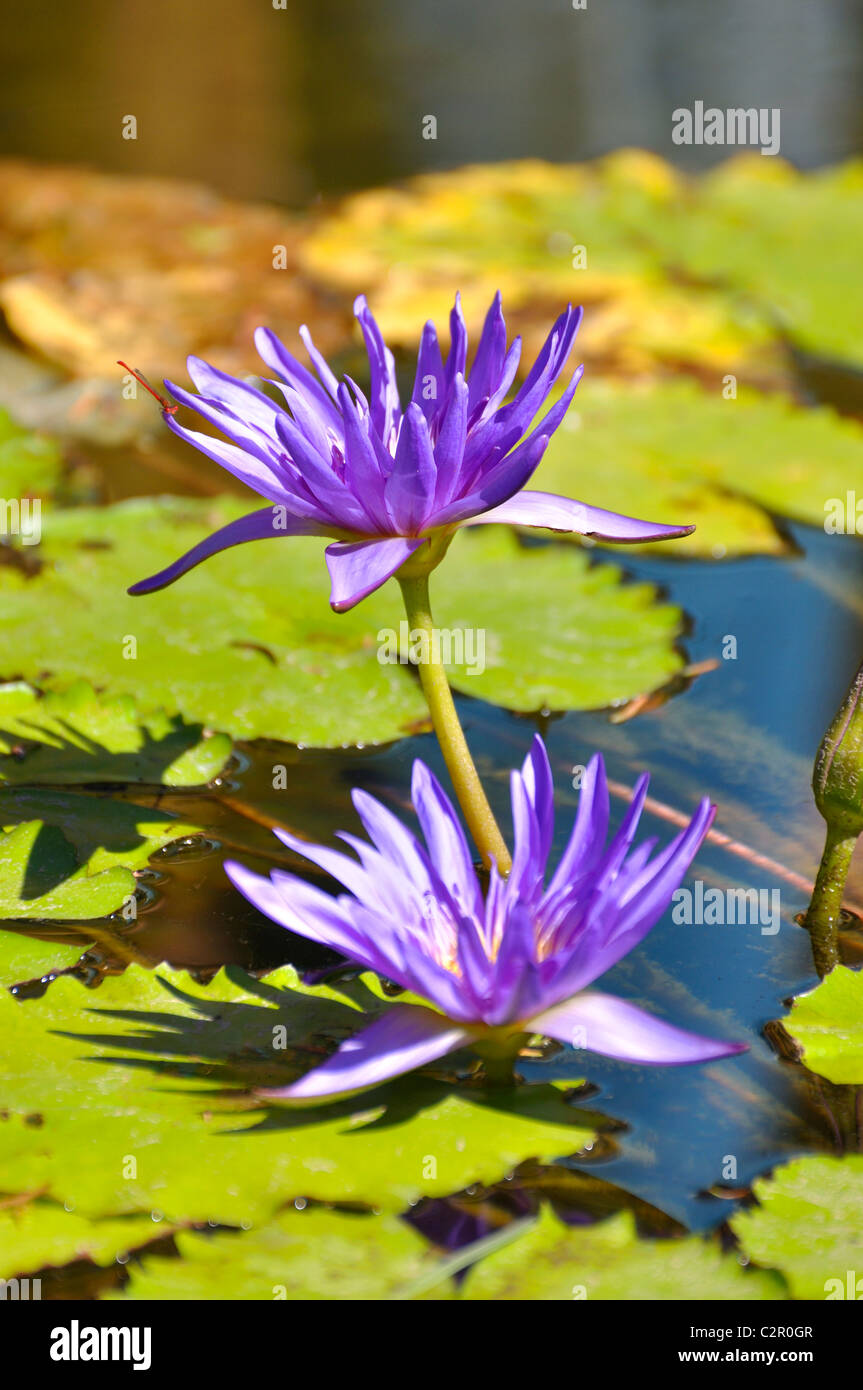 Water lily - Nymphaeaceae Stock Photo - Alamy