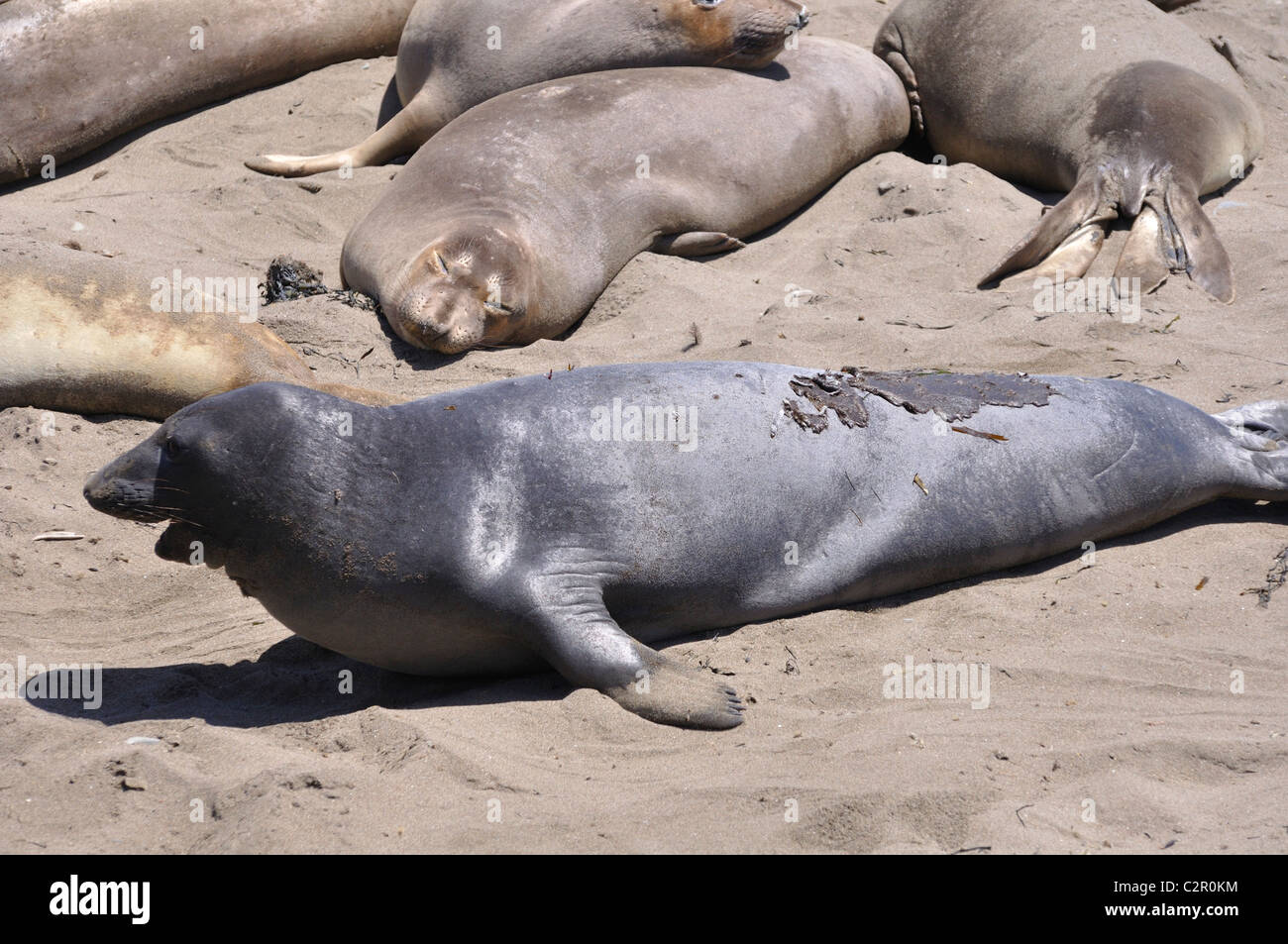 Elephant seals colony during molting period, Piedras Blancas beach ...