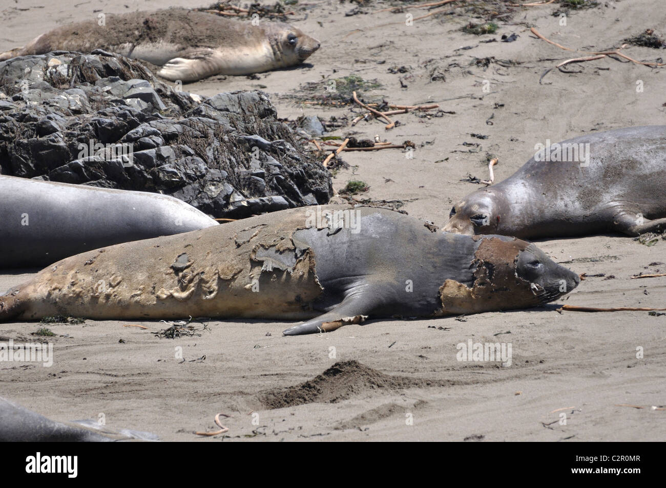 Elephant seals colony during molting period, Piedras Blancas beach ...