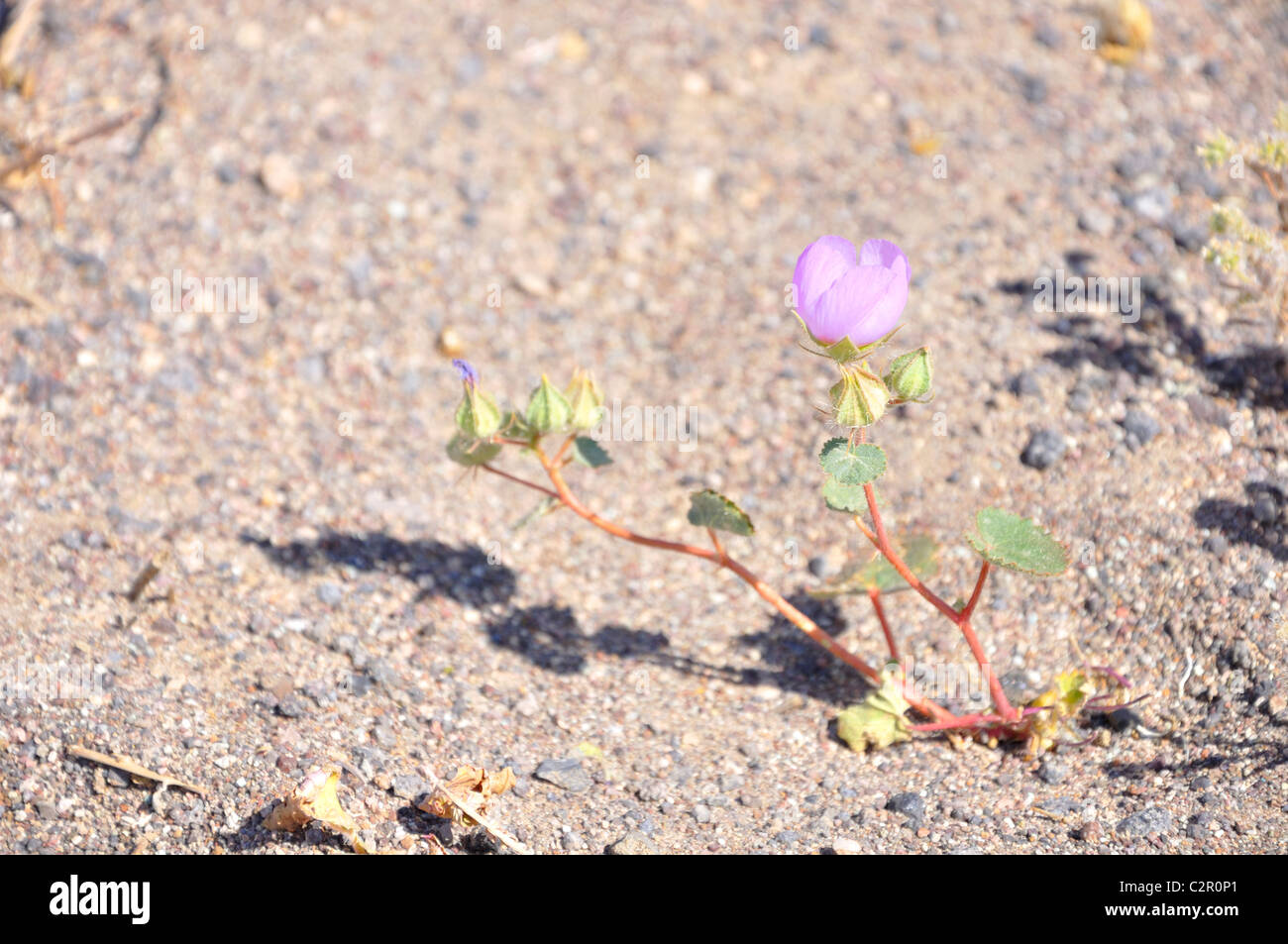 Desert Five-Spot Eremalche Rotundifolia in Death Valley National Park ...