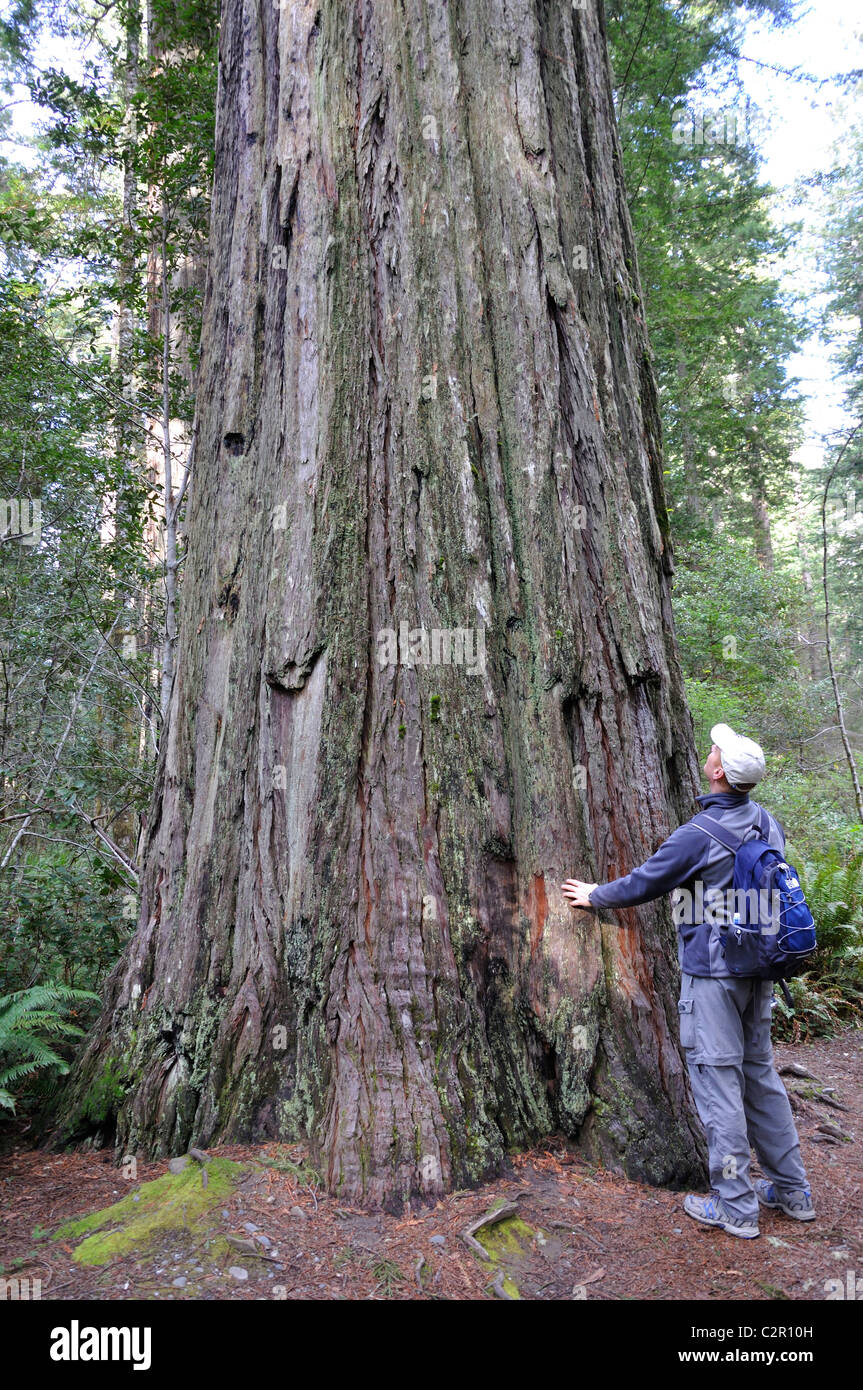 Redwoods National Park, California, USA Stock Photo - Alamy