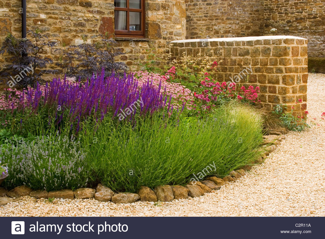 Salvia Border Stock Photos & Salvia Border Stock Images - Alamy
