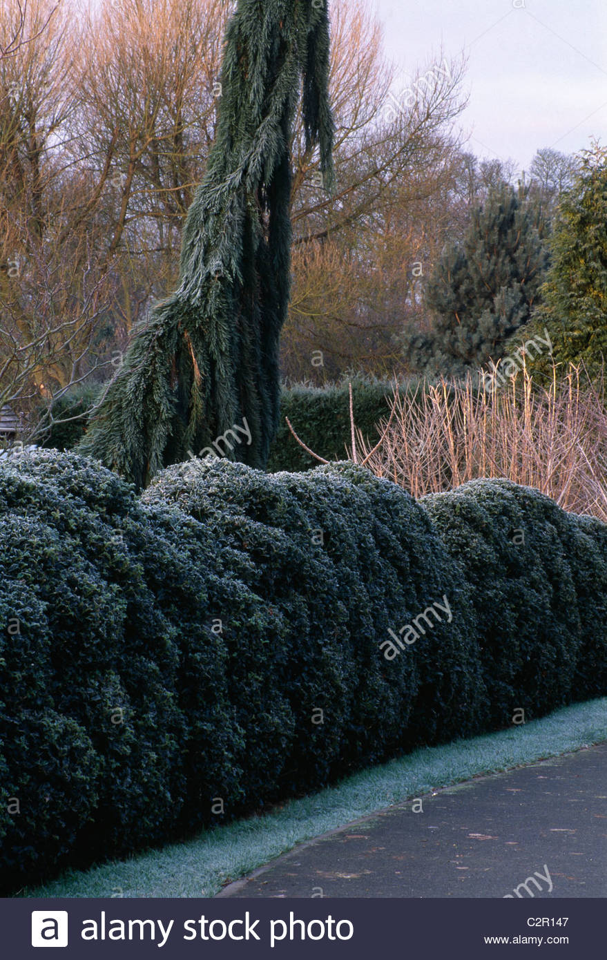 Holly Hedge Stock Photos & Holly Hedge Stock Images - Alamy