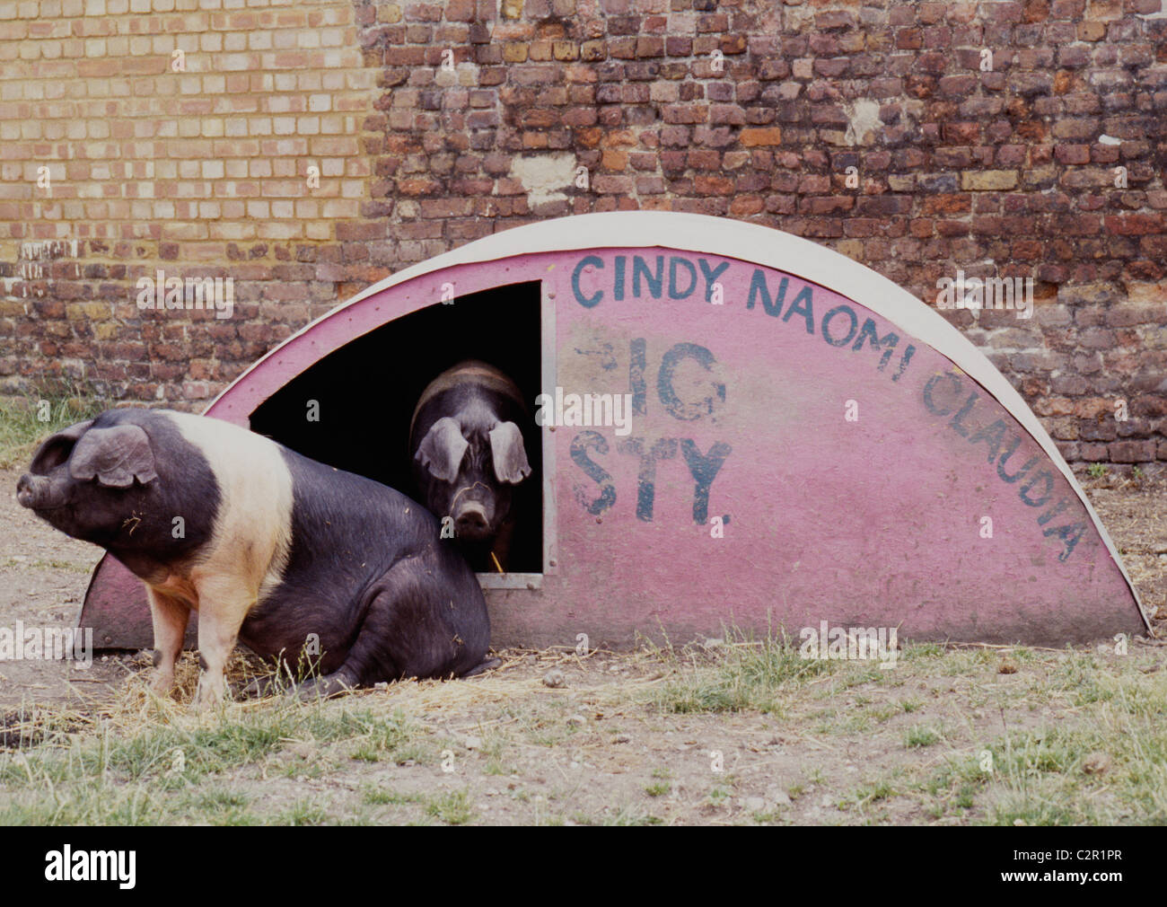 Pigsty, Hackney City Farm, London Stock Photo - Alamy