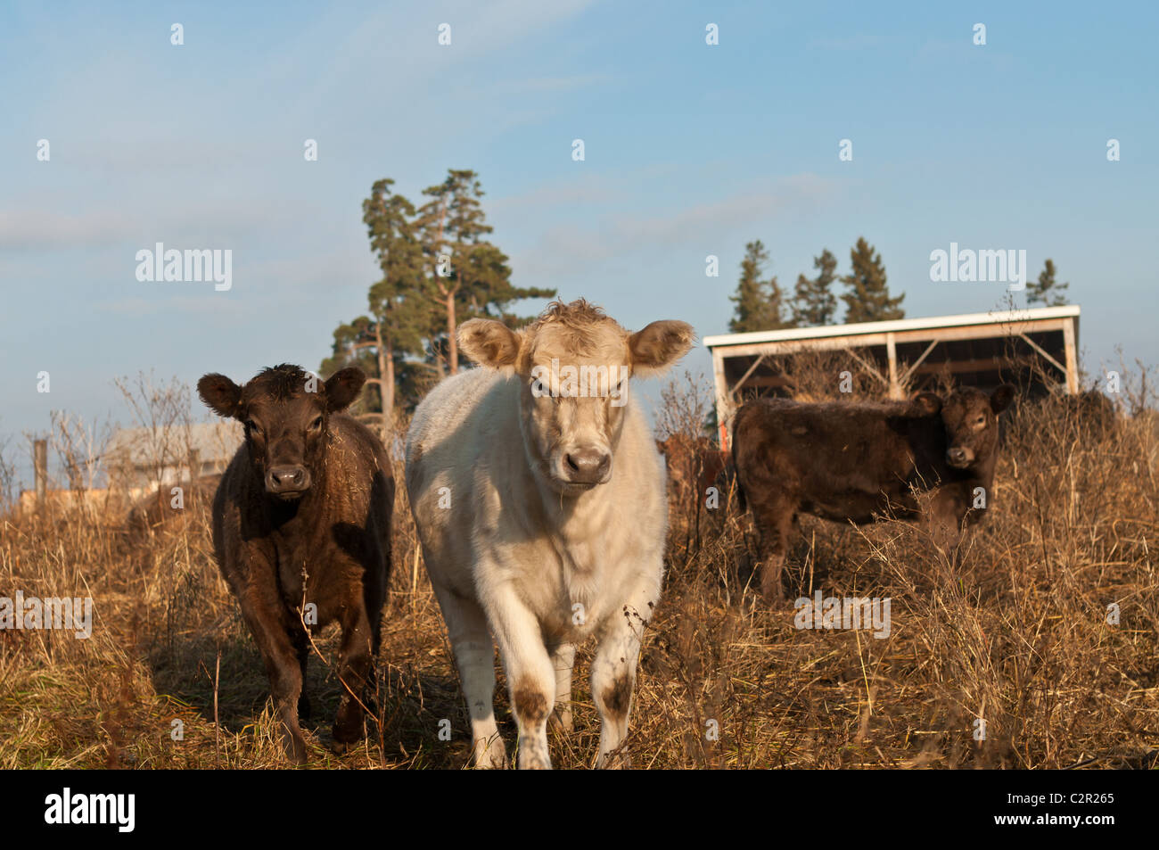 Three cows stand in a field on a farm Stock Photo - Alamy