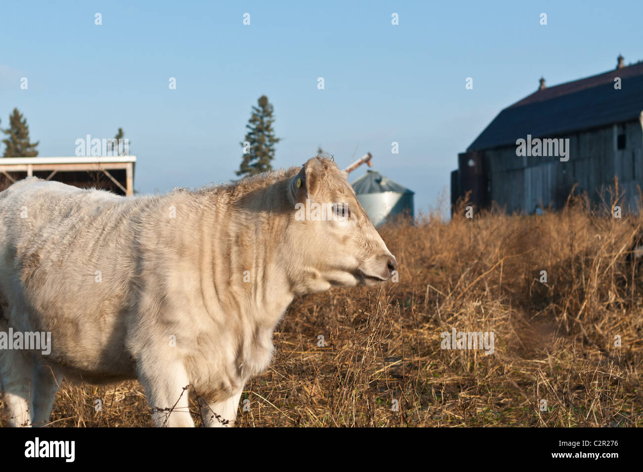 Cow stands hi-res stock photography and images - Alamy