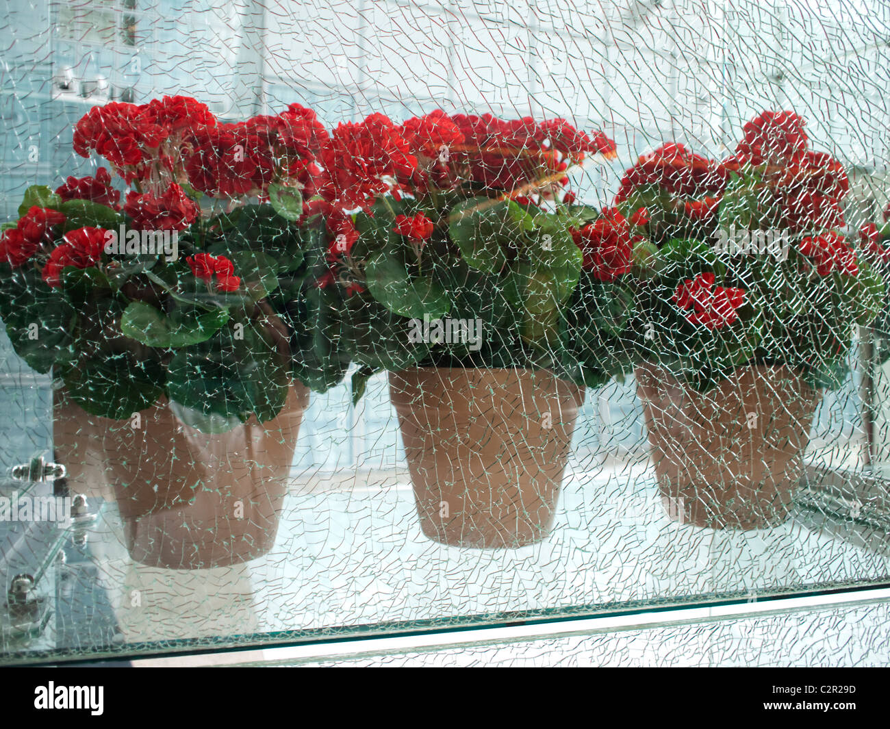 Cracked Glass With Geraniums Stock Photo - Alamy