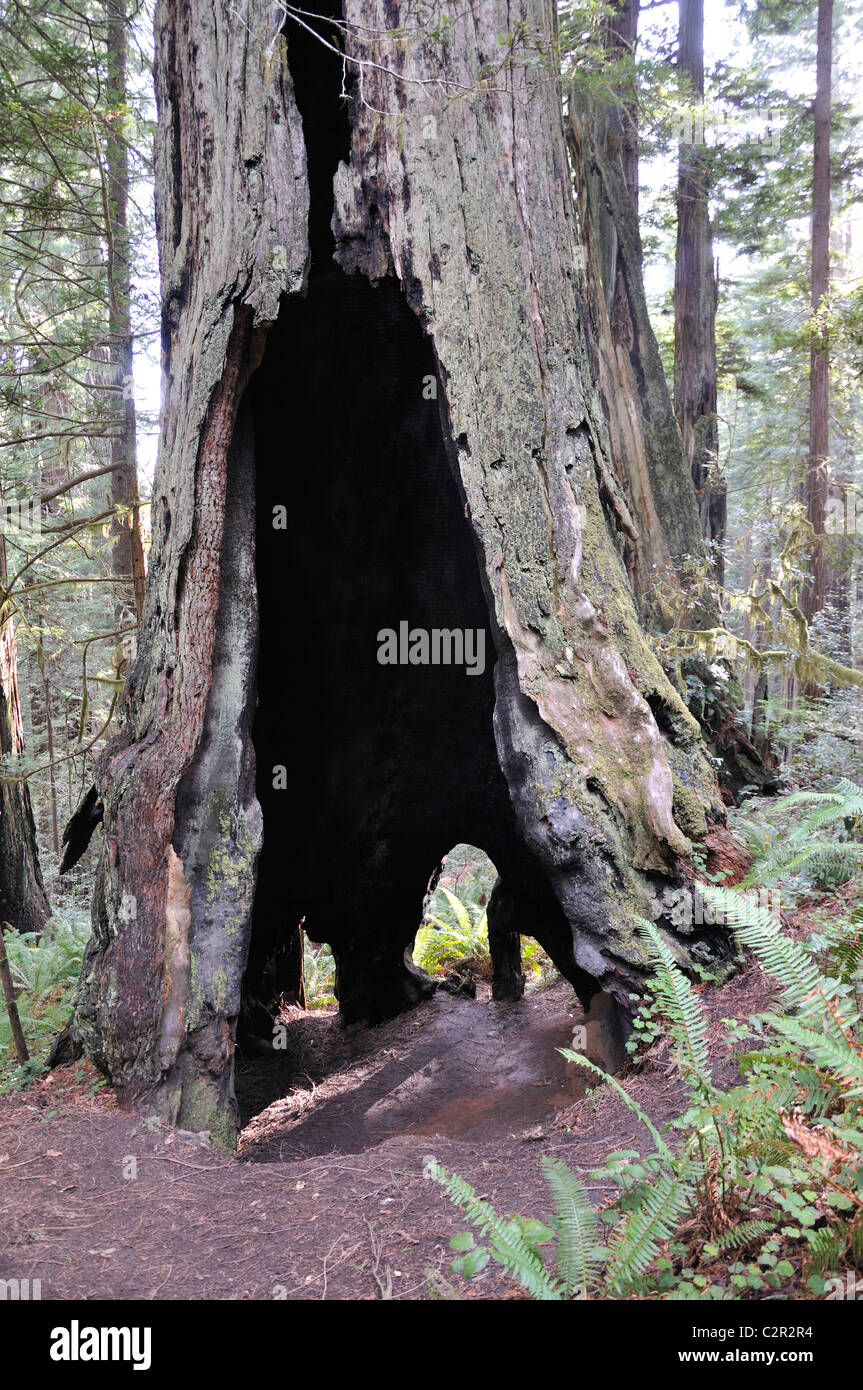 Redwoods National Park, California, USA Stock Photo - Alamy