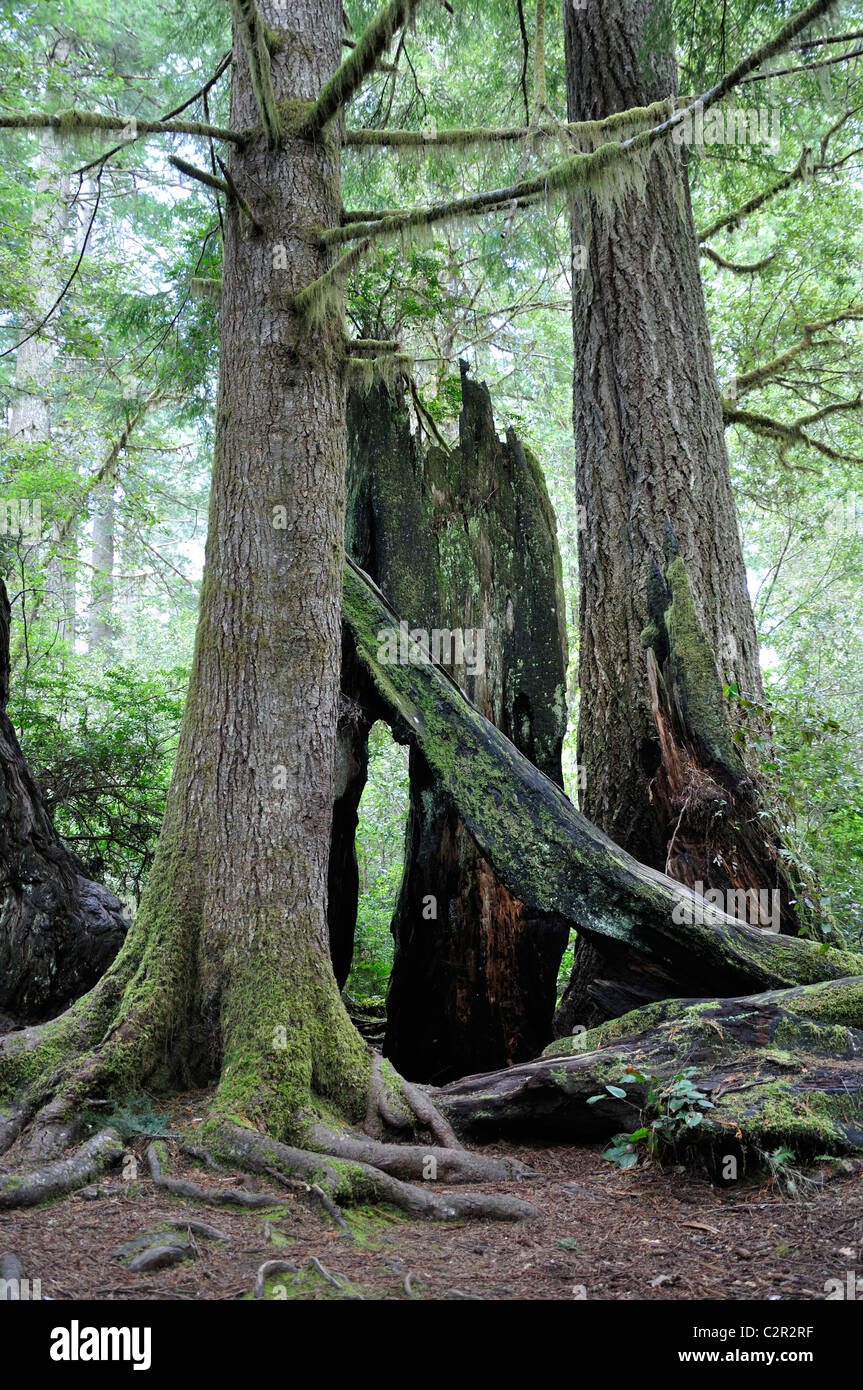 Redwood trunk damaged hi-res stock photography and images - Alamy