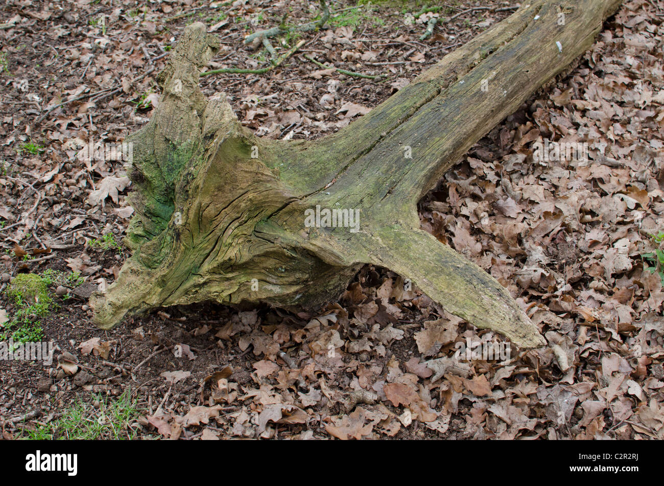 Old branch from a tree lying on a forest floor, forming the shape of ...