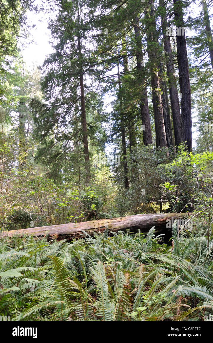 Redwoods National Park, California, USA Stock Photo - Alamy