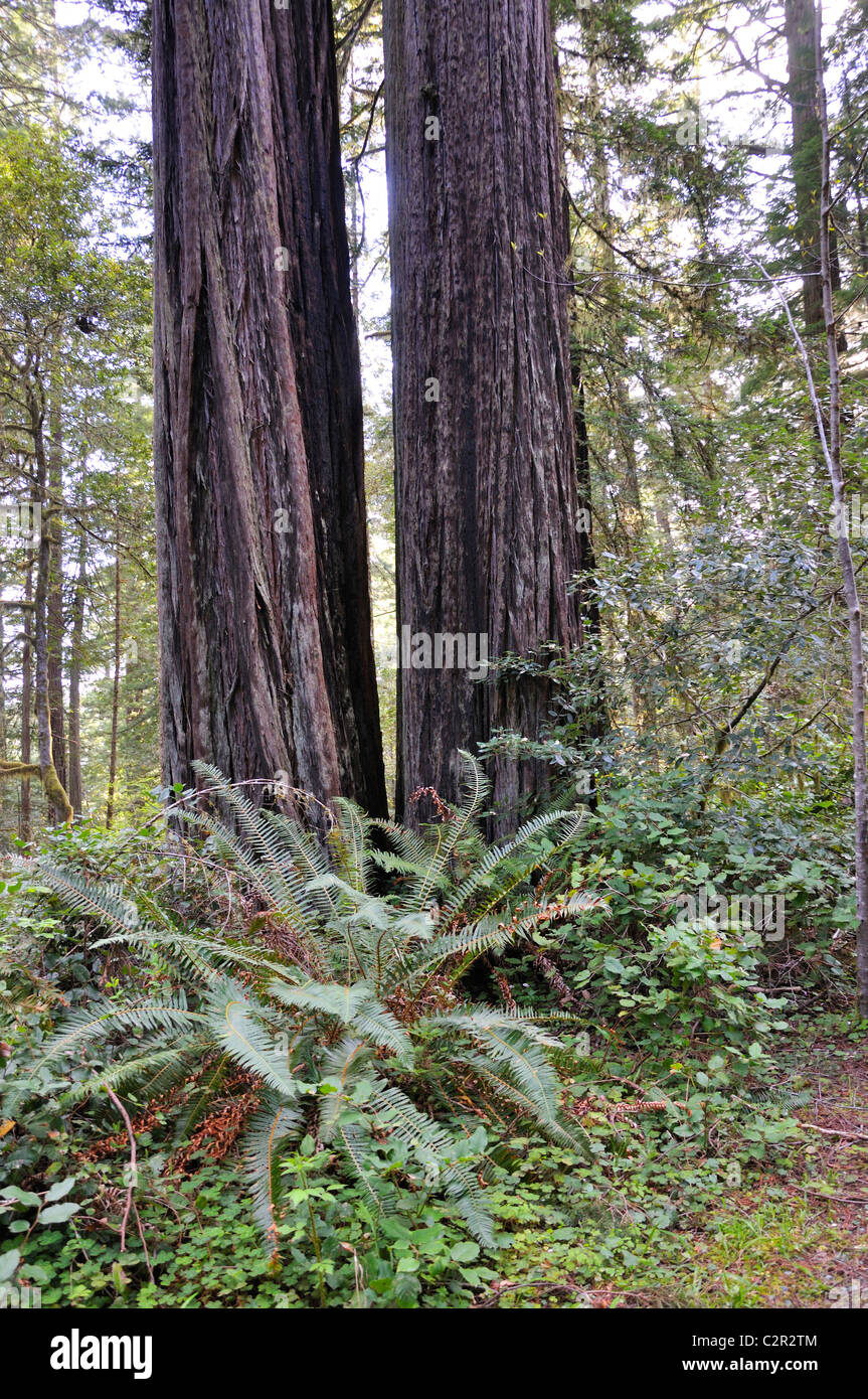 Redwoods National Park, California, USA Stock Photo - Alamy