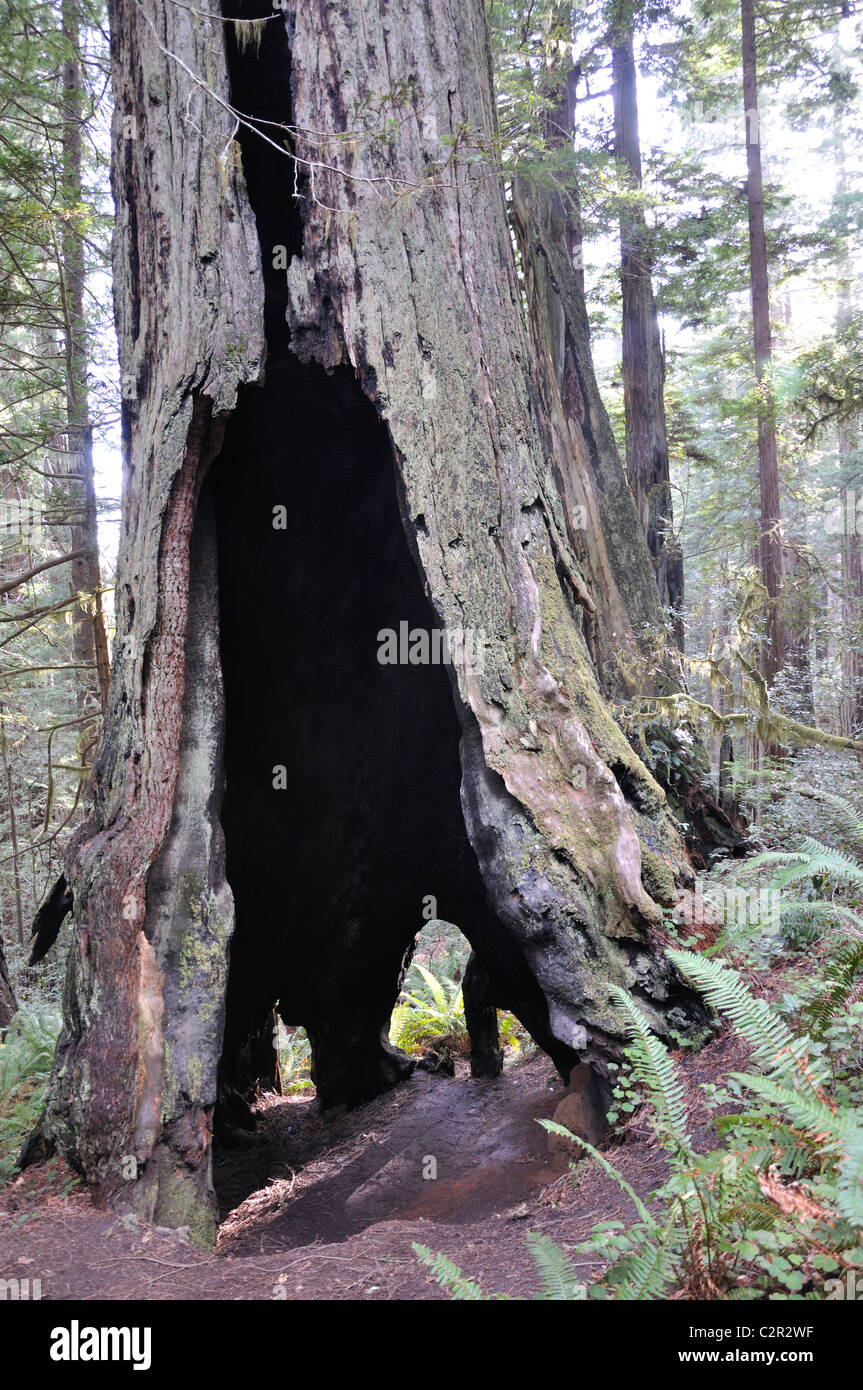 Burnt trees sequoia national park hi-res stock photography and images ...