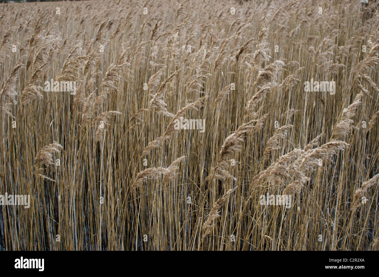 Calamagrostis Emodensis High Resolution Stock Photography and Images ...