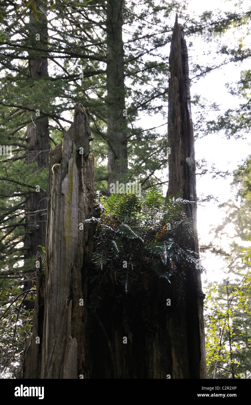 Burnt trees sequoia national park hi-res stock photography and images ...