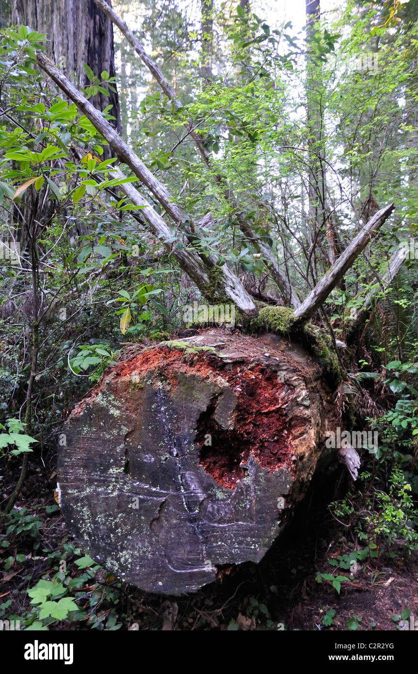 Giant redwood cut hi-res stock photography and images - Alamy