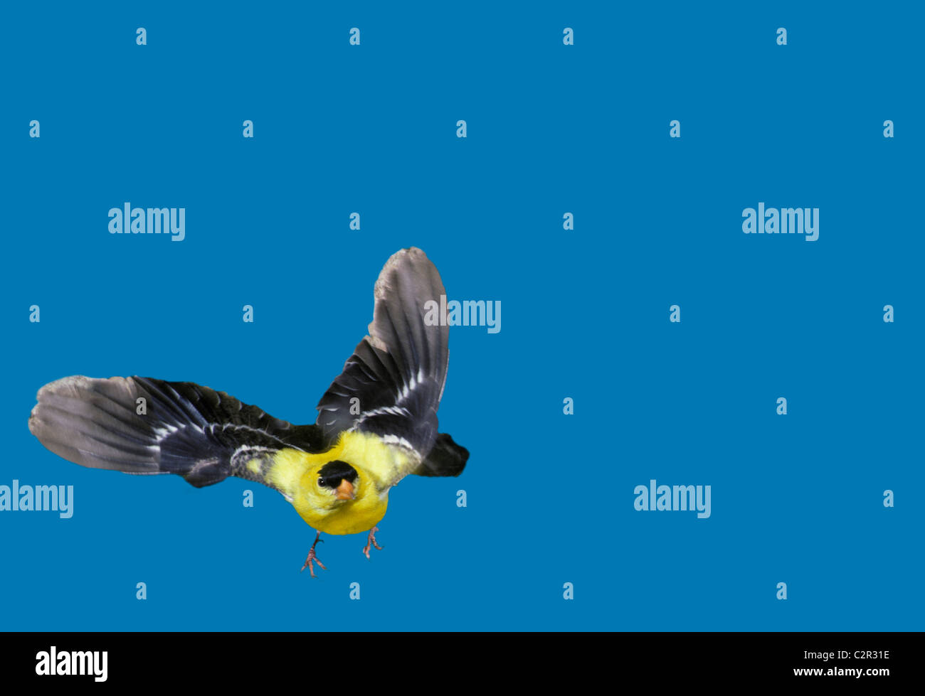 Finches flying hi-res stock photography and images - Alamy