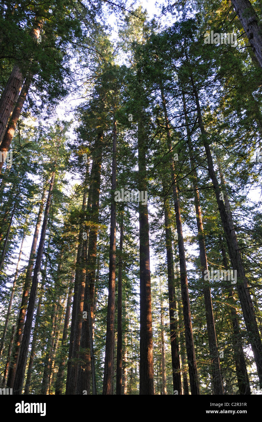 Redwoods National Park, California, USA Stock Photo - Alamy