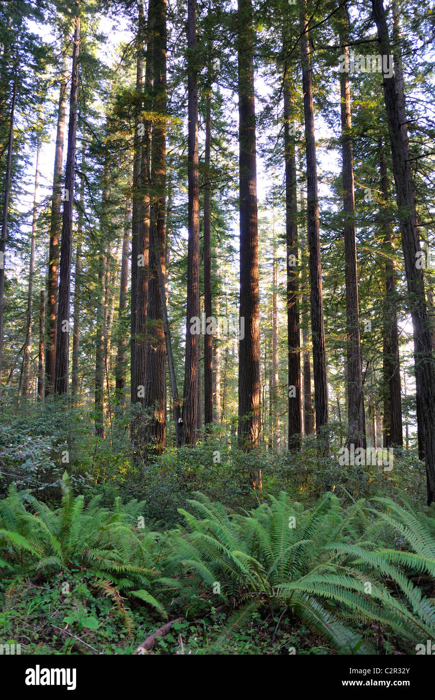 Redwoods National Park, California, USA Stock Photo - Alamy