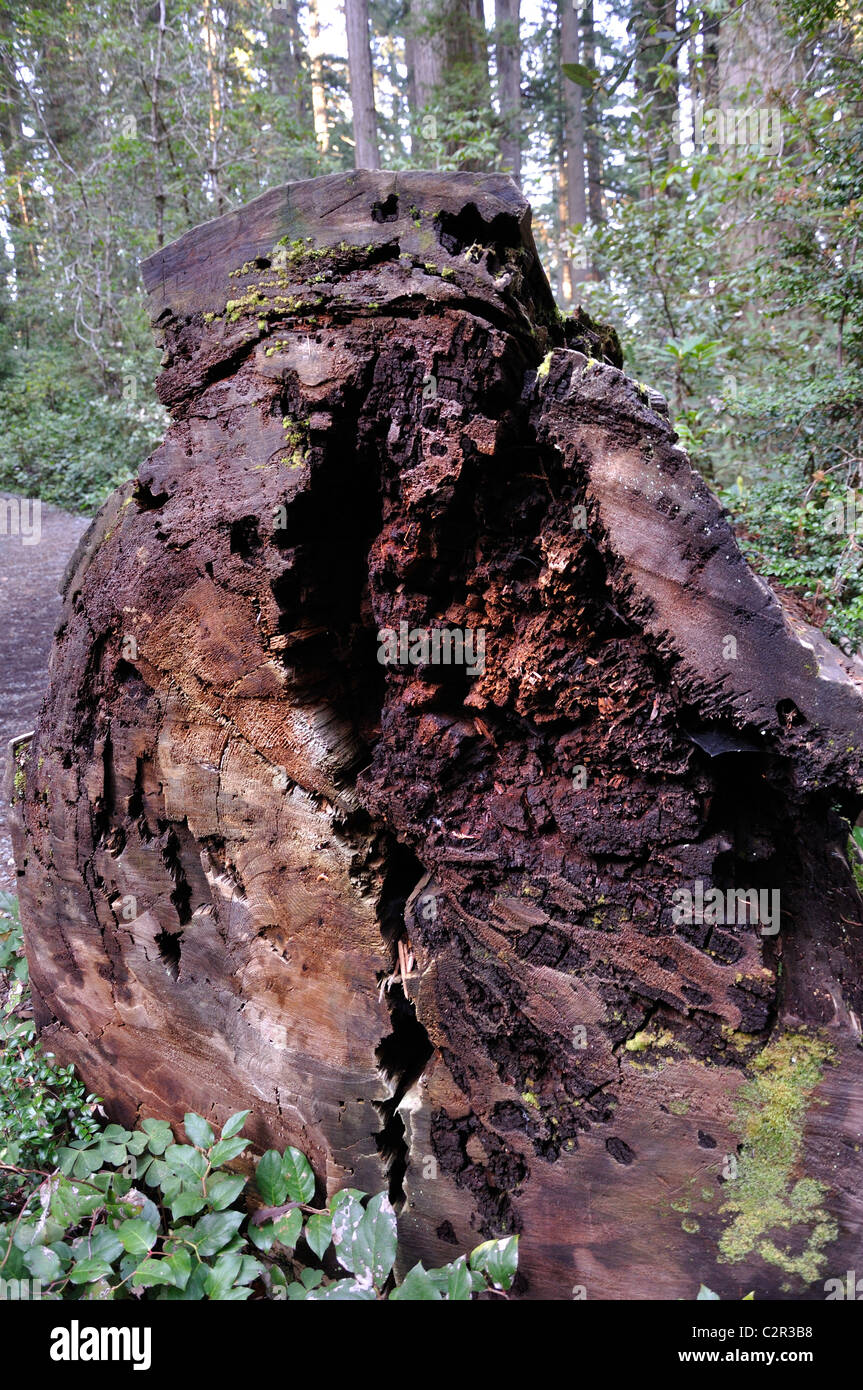 Cut redwoods hi-res stock photography and images - Alamy