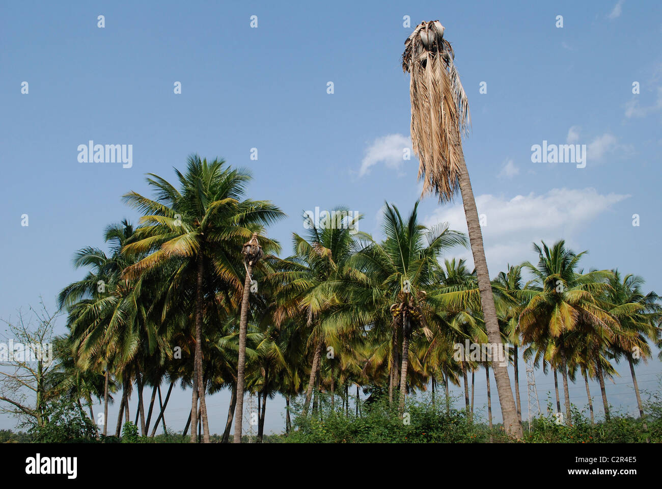 Coconut Tree Diseases Pictures