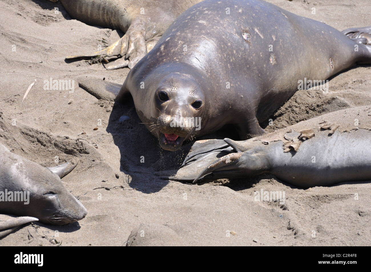 Elephant seals colony during molting period, Piedras Blancas beach ...