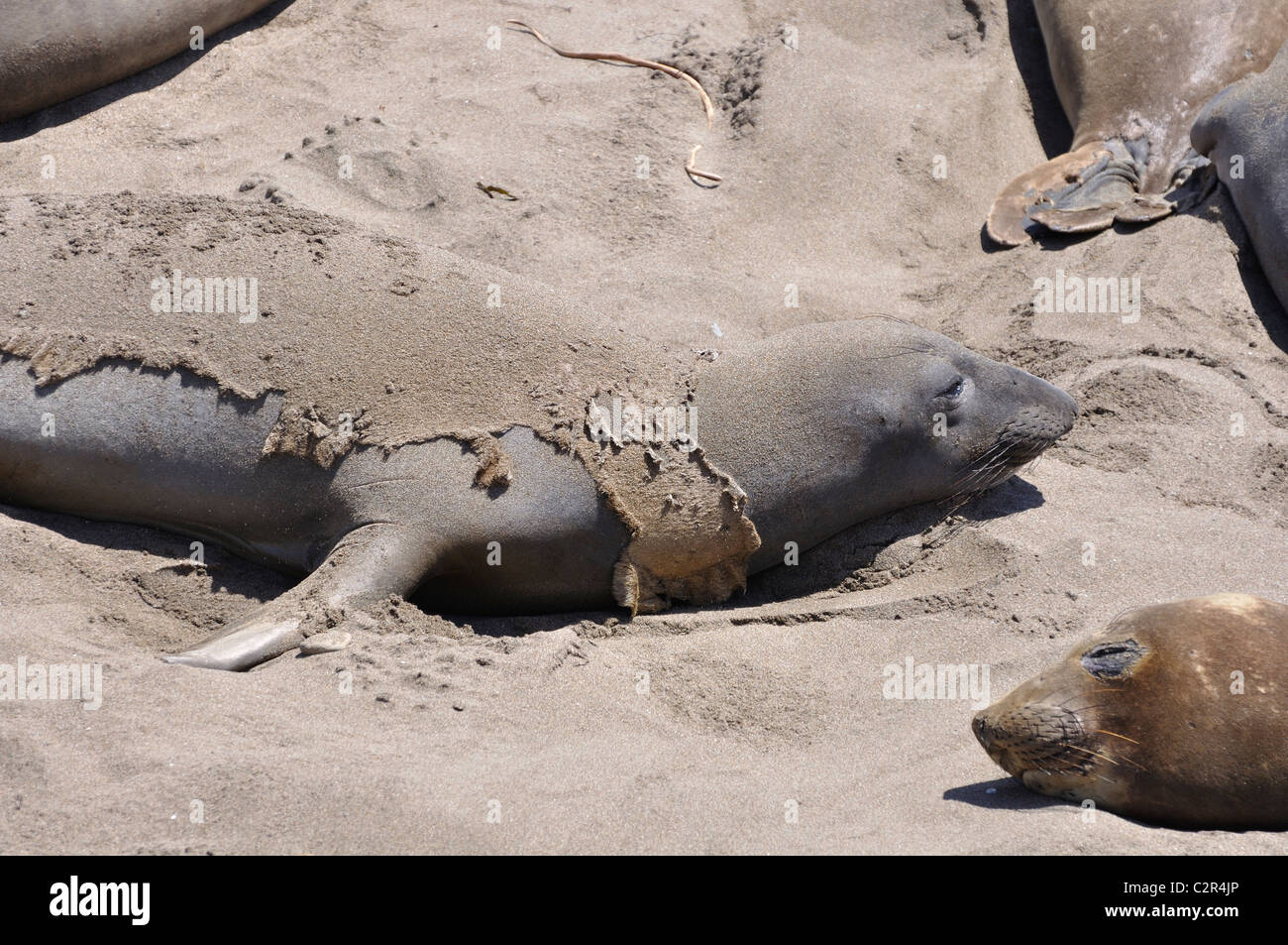 Elephant seals colony during molting period, Piedras Blancas beach ...