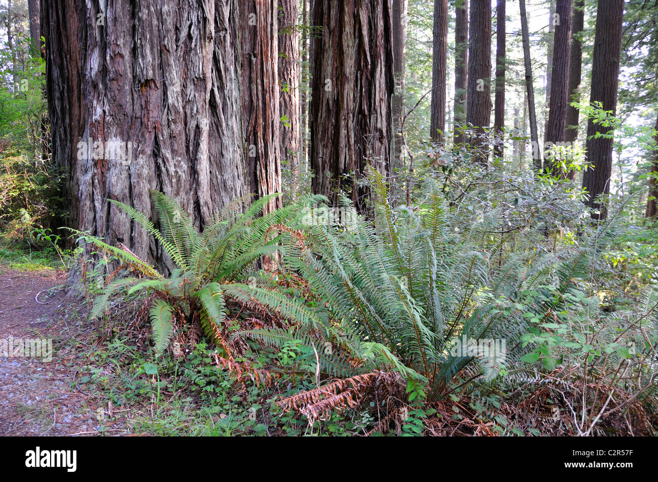 Redwoods National Park, California, USA Stock Photo - Alamy