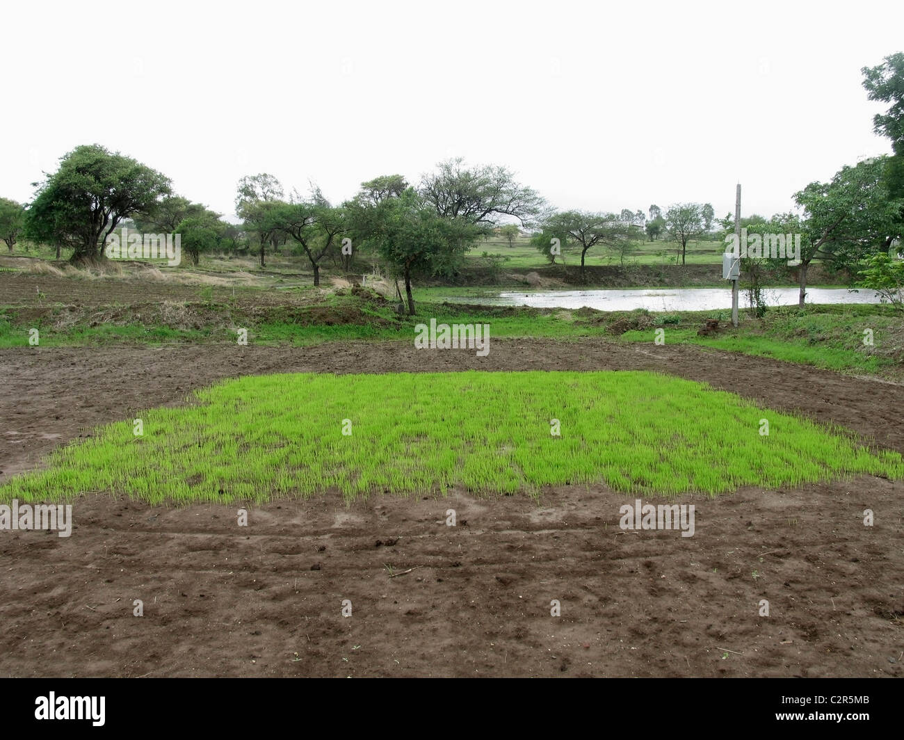 Paddy field of rice crop, Oryza Sativa, India Stock Photo - Alamy
